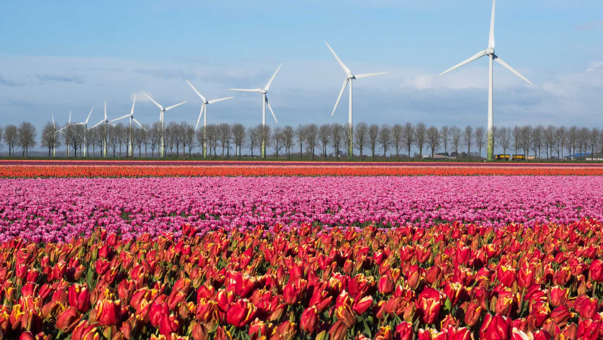 Kleurrijke bollenvelden in polder & Bollenstreek | Molecaten