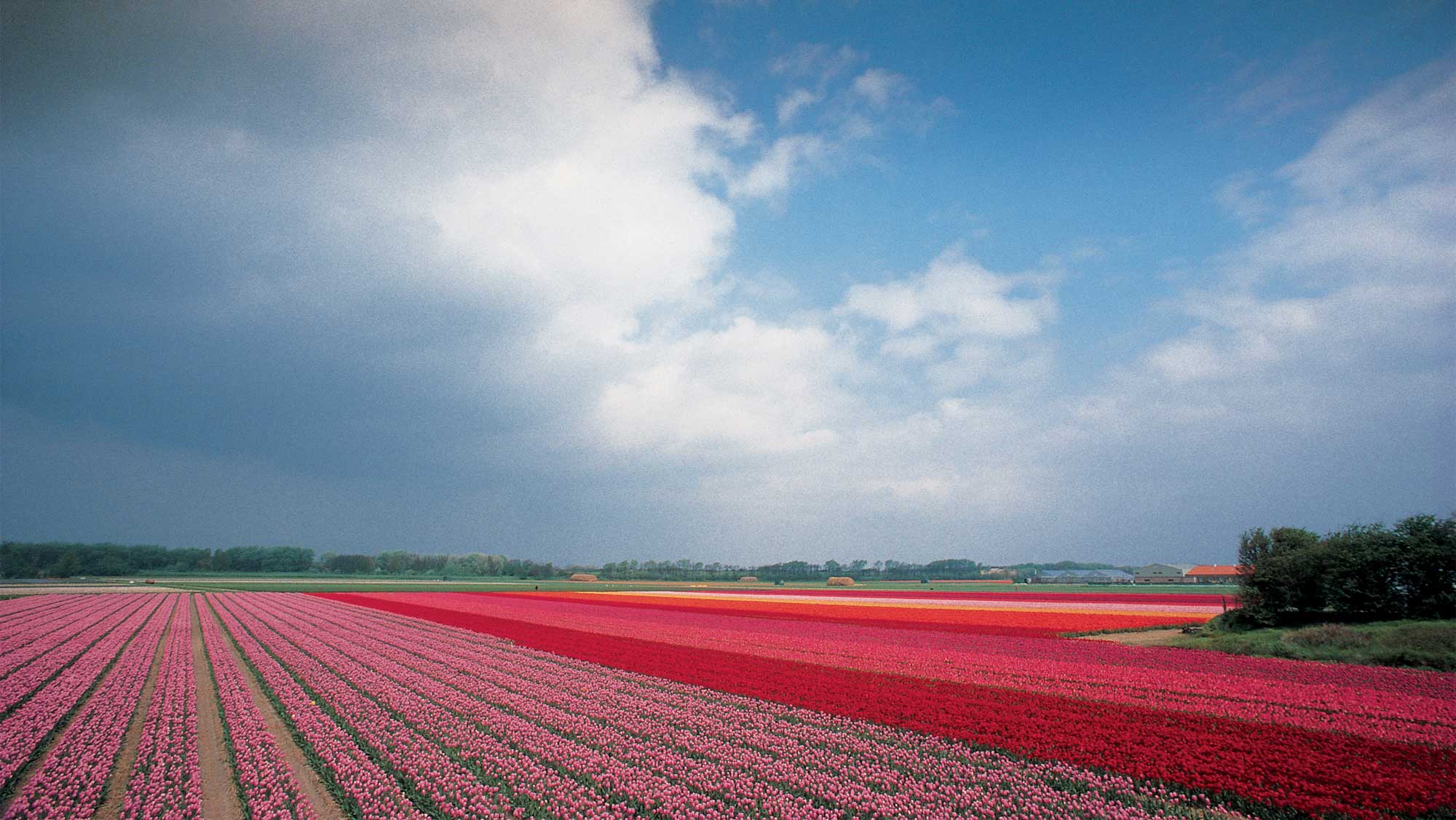 Kleurrijke bollenvelden in polder & Bollenstreek | Molecaten