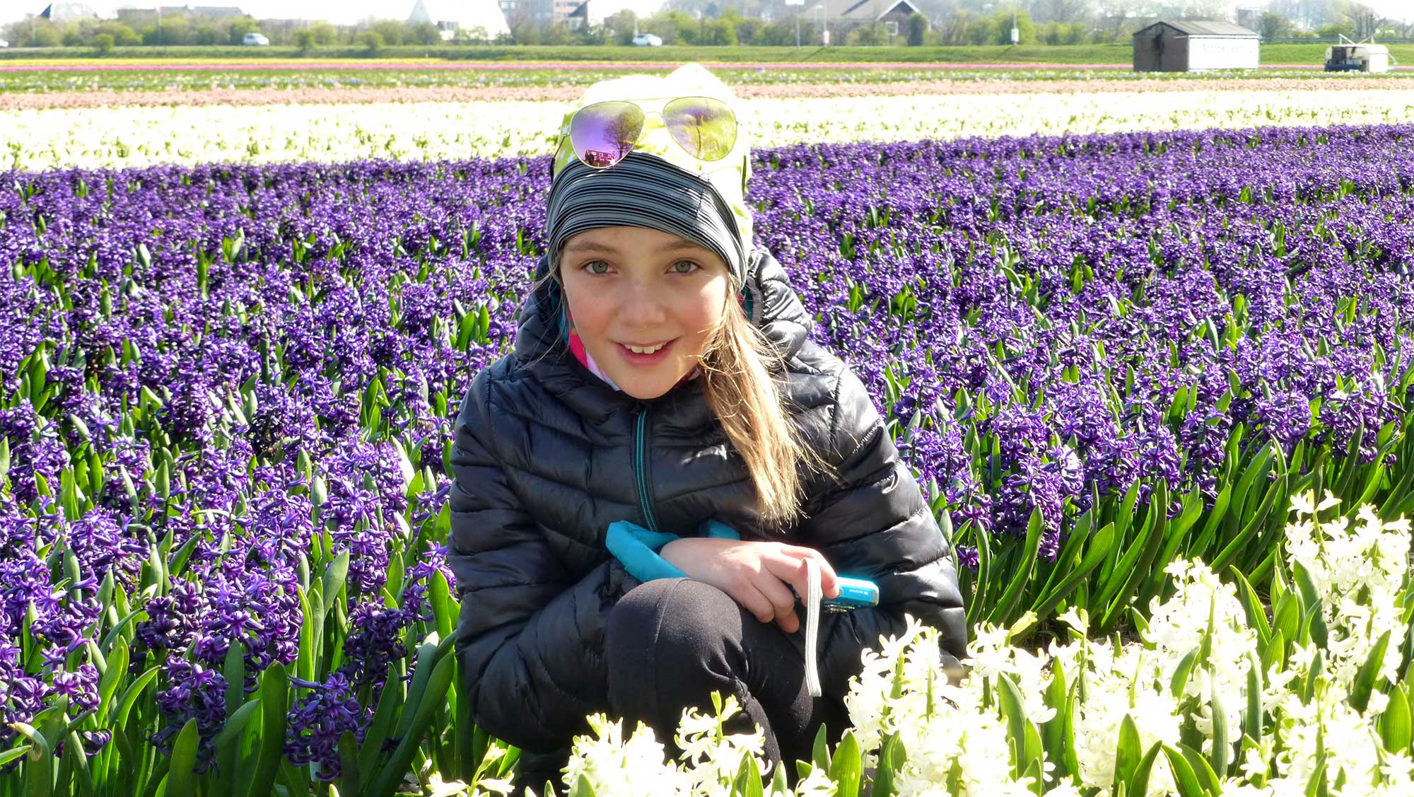 Kleurrijke bollenvelden in polder & Bollenstreek | Molecaten